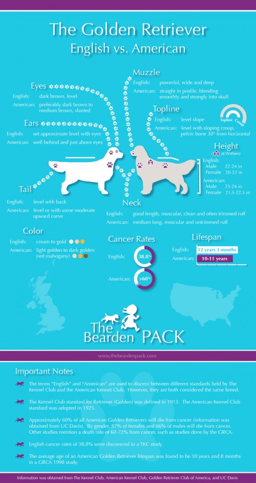 Golden Retriever Infographic - The Bearden Pack The Bearden Pack