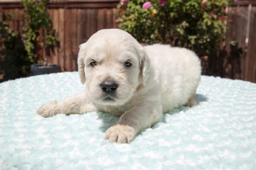 4 Week Old Puppies The Bearden Pack