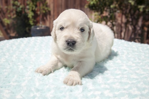 4 Week Old Puppies The Bearden Pack