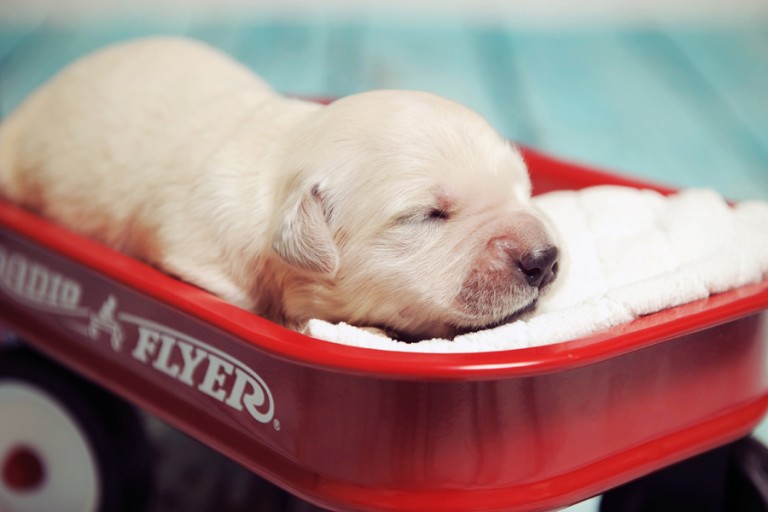 1 Week Puppy Update - The Bearden Pack The Bearden Pack