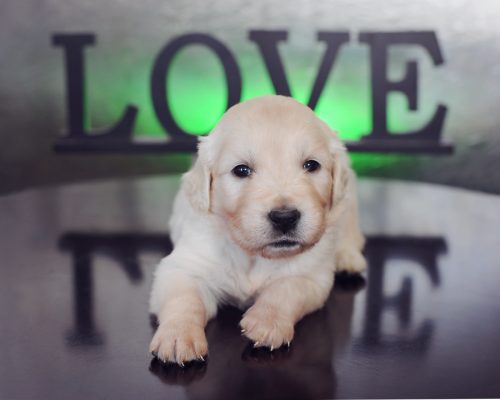 4 Week Old Puppies - The Bearden Pack The Bearden Pack